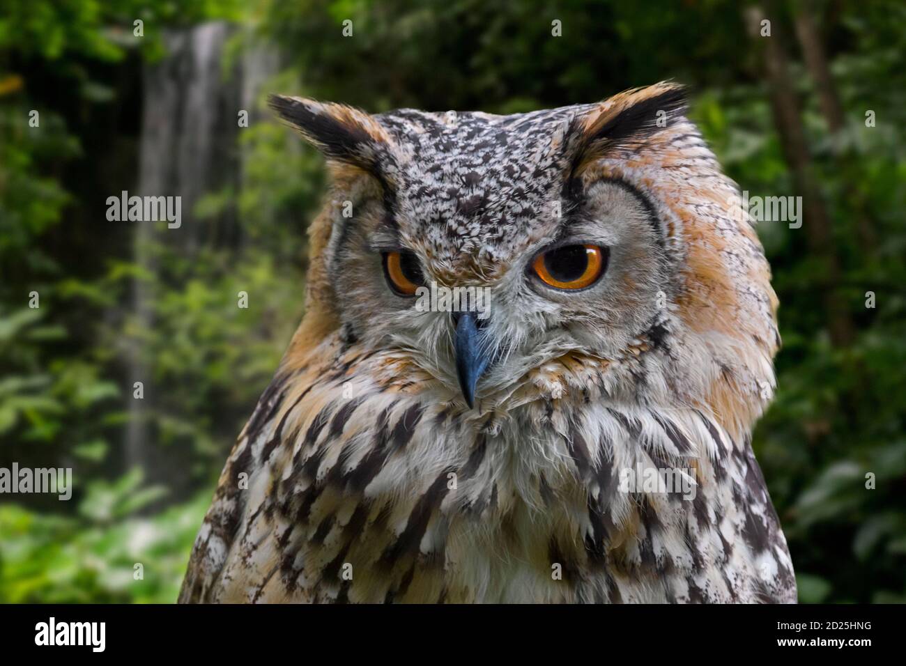 Indian eagle-owl / rock eagle-owl / Bengal eagle-owl (Bubo bengalensis) horned owl species ...