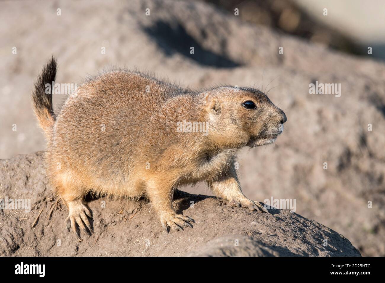 Close-up of black-tailed prairie dog (Cynomys ludovicianus) native to ...