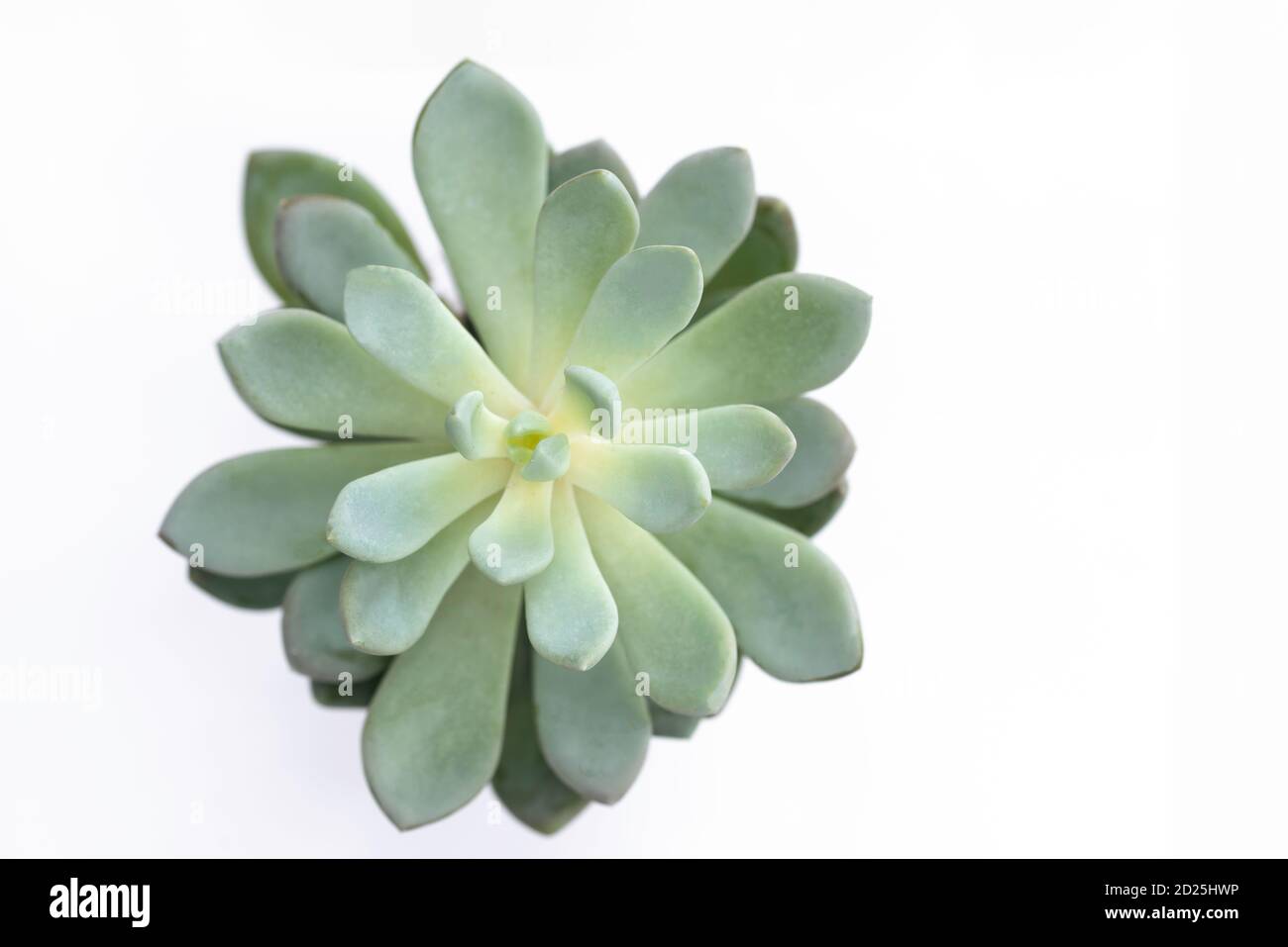 Succulent Echeveria - Crassulaceae Echeveria.A succulent flower with ...