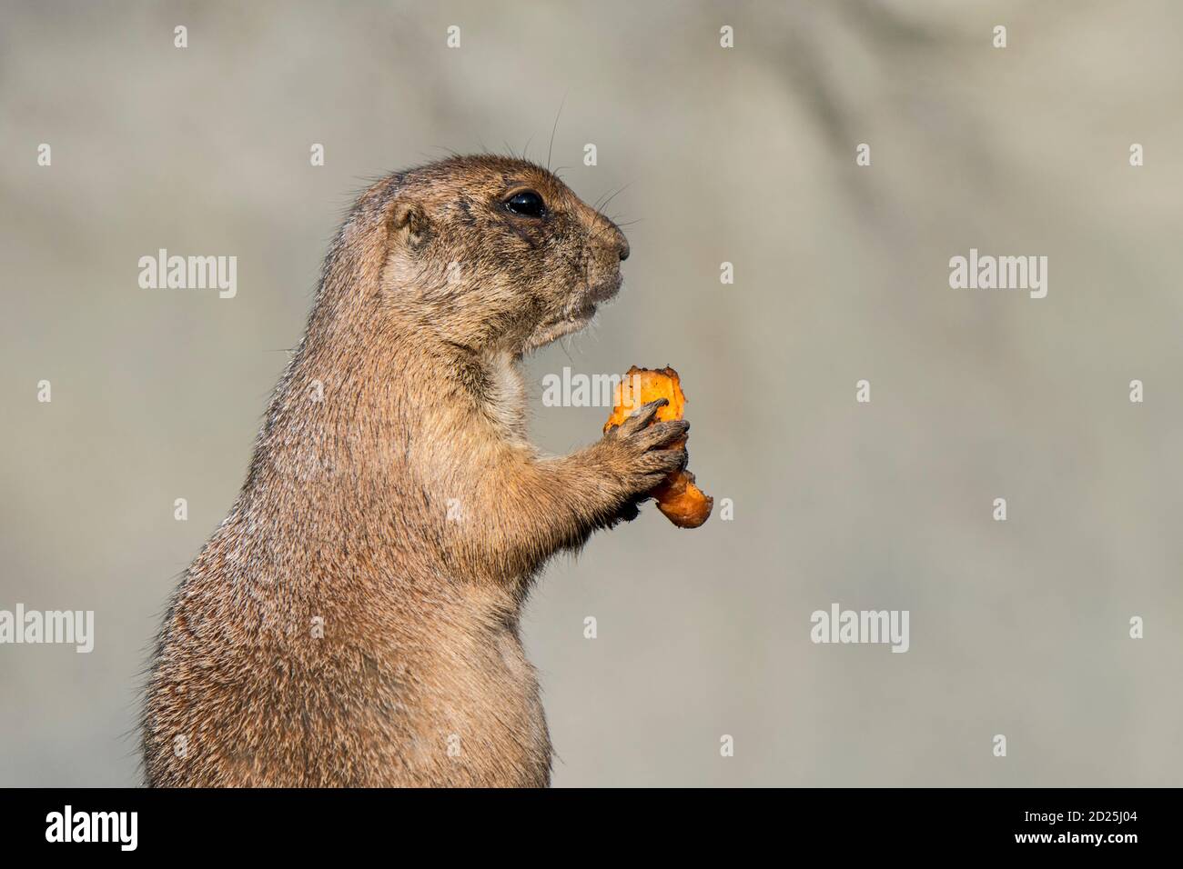 What Bugs Do Prairie Dogs Eat