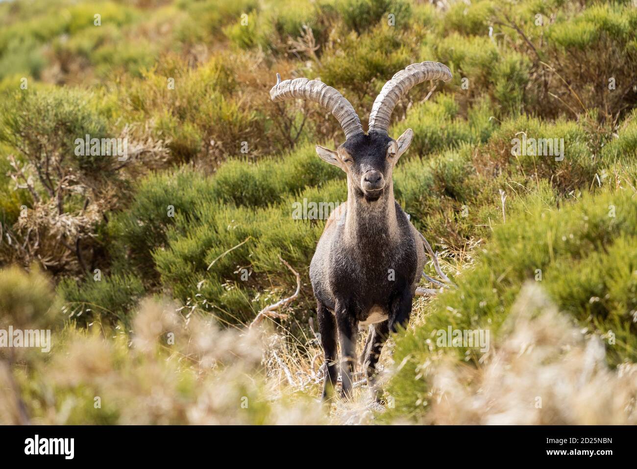 Iberian ibex, Spanish ibex, Spanish wild goat, or Iberian wild goat ...