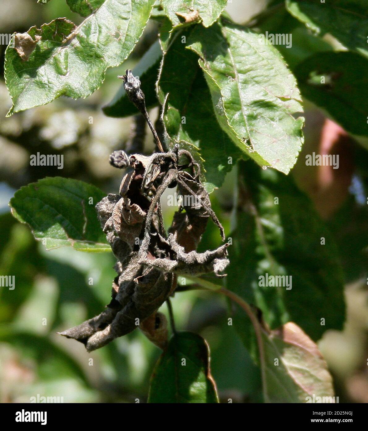 Fire pears hi-res stock photography and images - Alamy