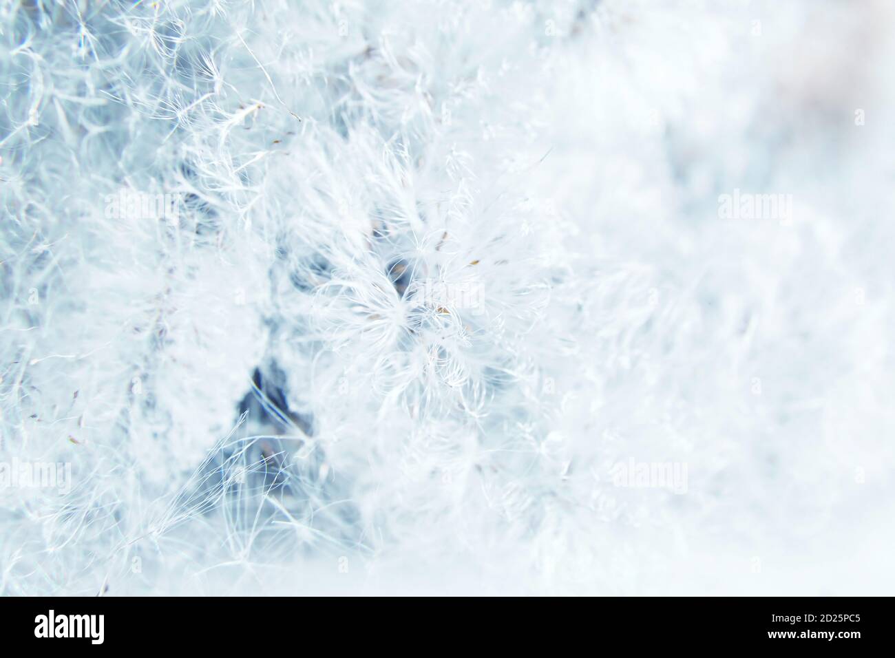 Typha latifolia, bulrush, broadleaf or common cattail, great reedmace ...