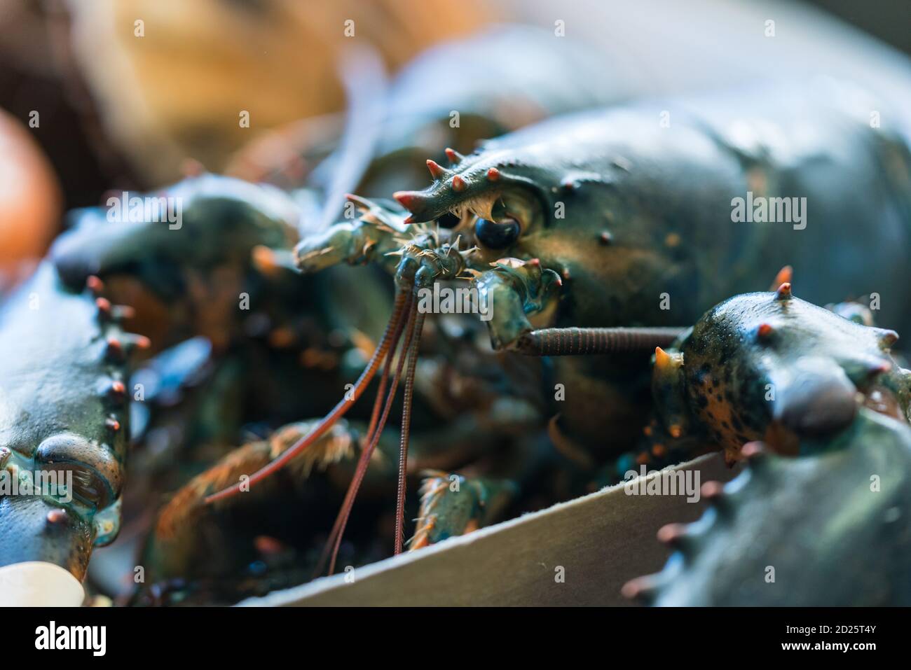 Fresh lobster in a box ready for cooking Stock Photo - Alamy