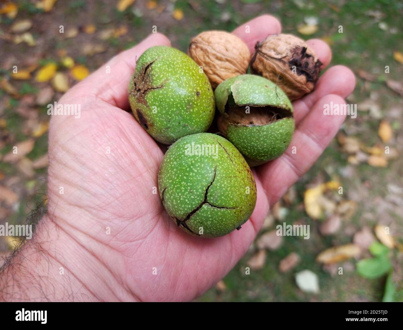 Nut Collector High Resolution Stock Photography and Images - Alamy