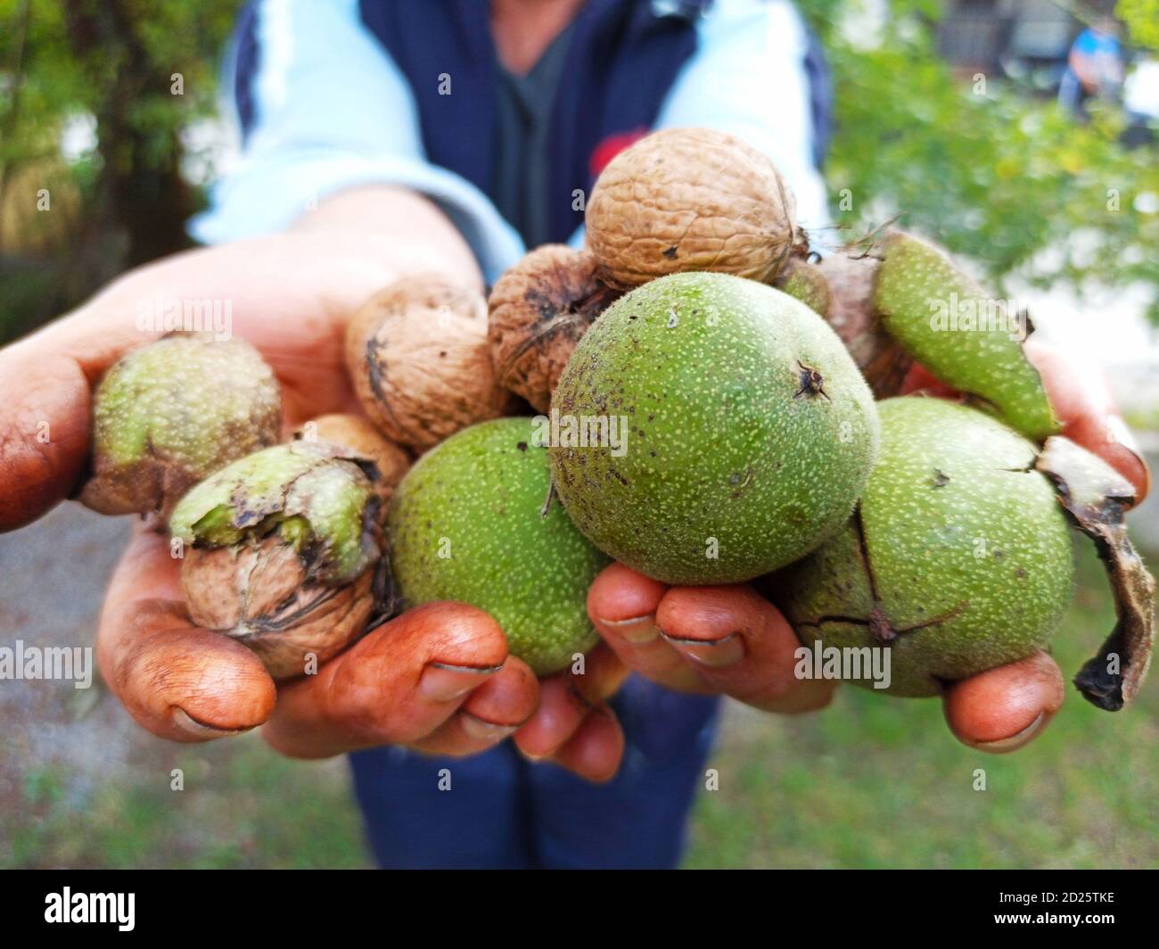 Nut Collector High Resolution Stock Photography and Images - Alamy