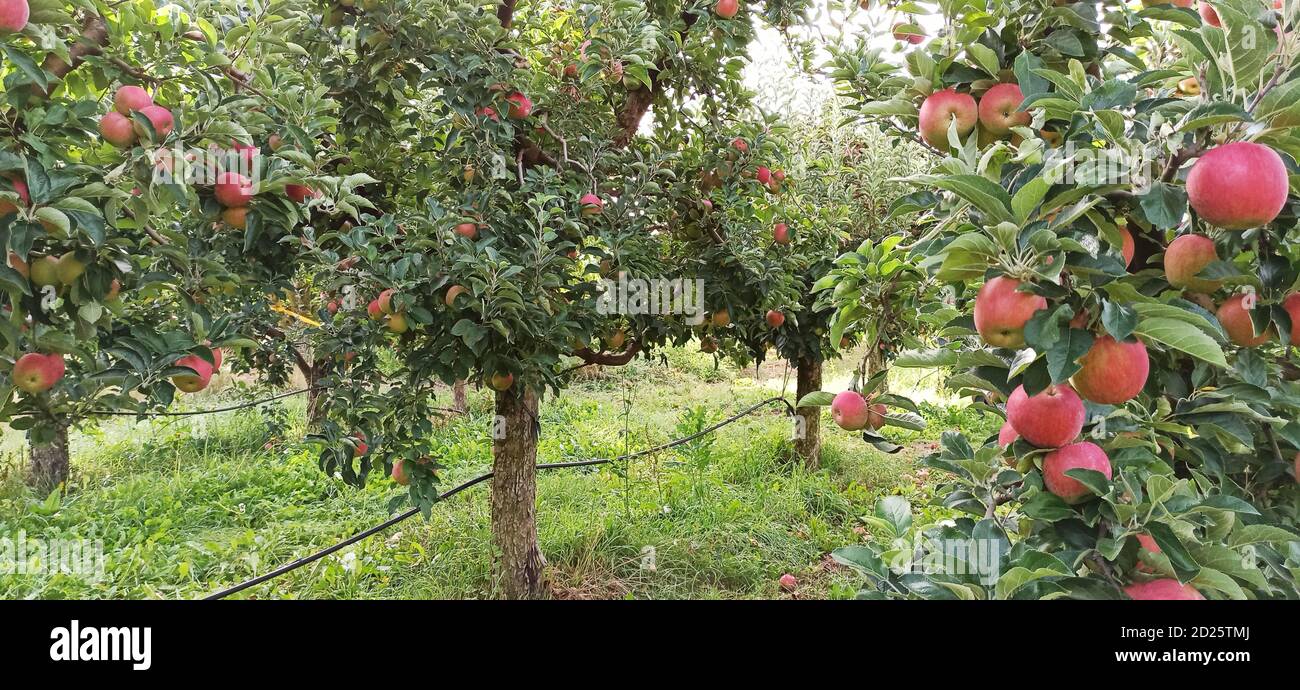 apple orchard in october ready for harvesting Stock Photo - Alamy