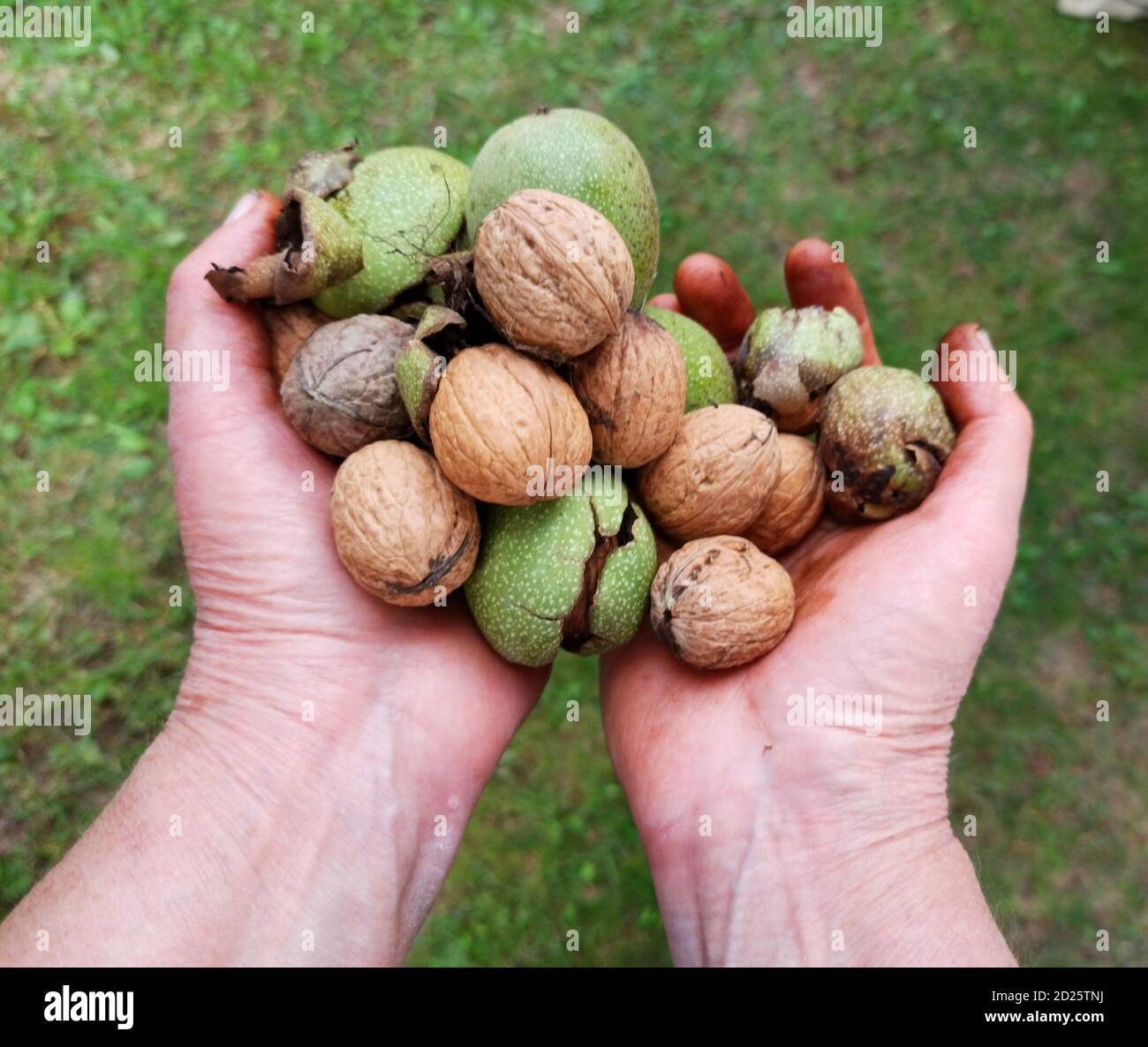 Nut Collector High Resolution Stock Photography and Images - Alamy