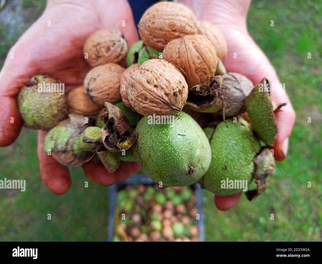 hand holding organic walnuts image Stock Photo - Alamy