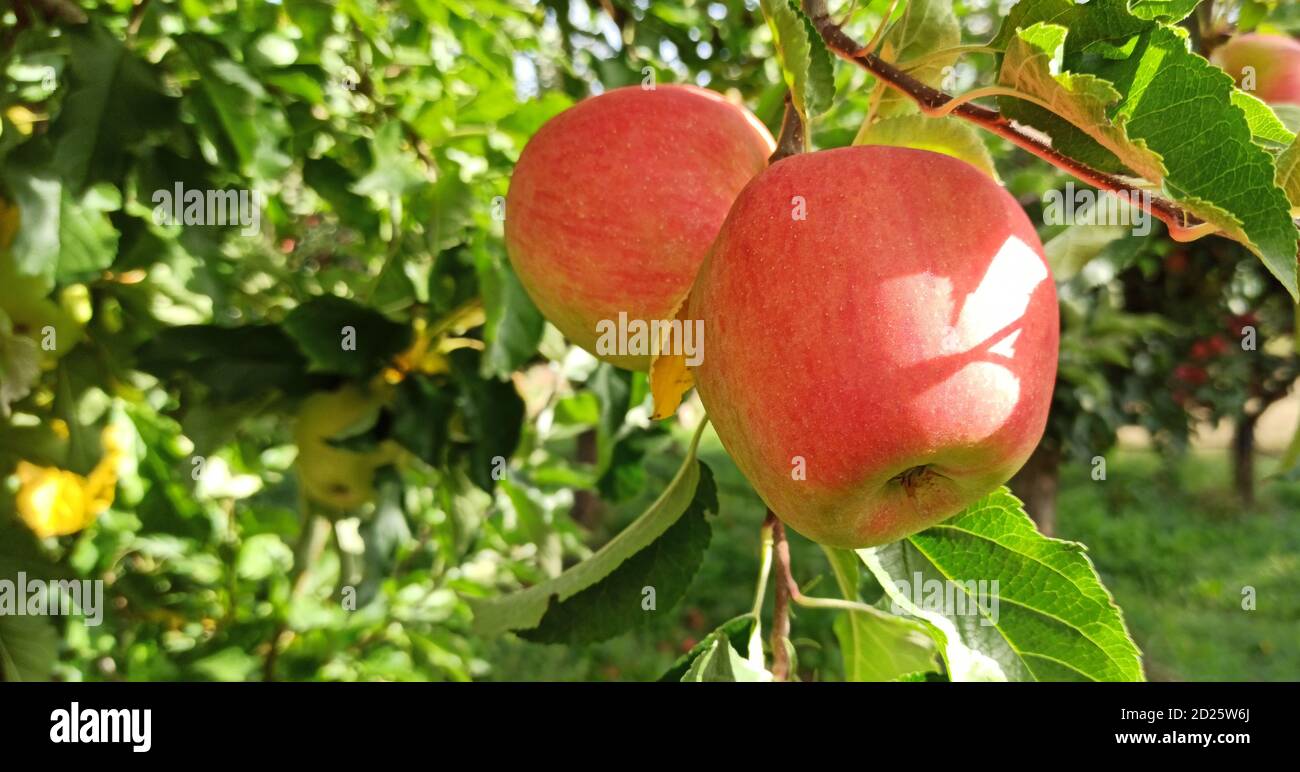 apple orchard in october ready for harvesting Stock Photo - Alamy