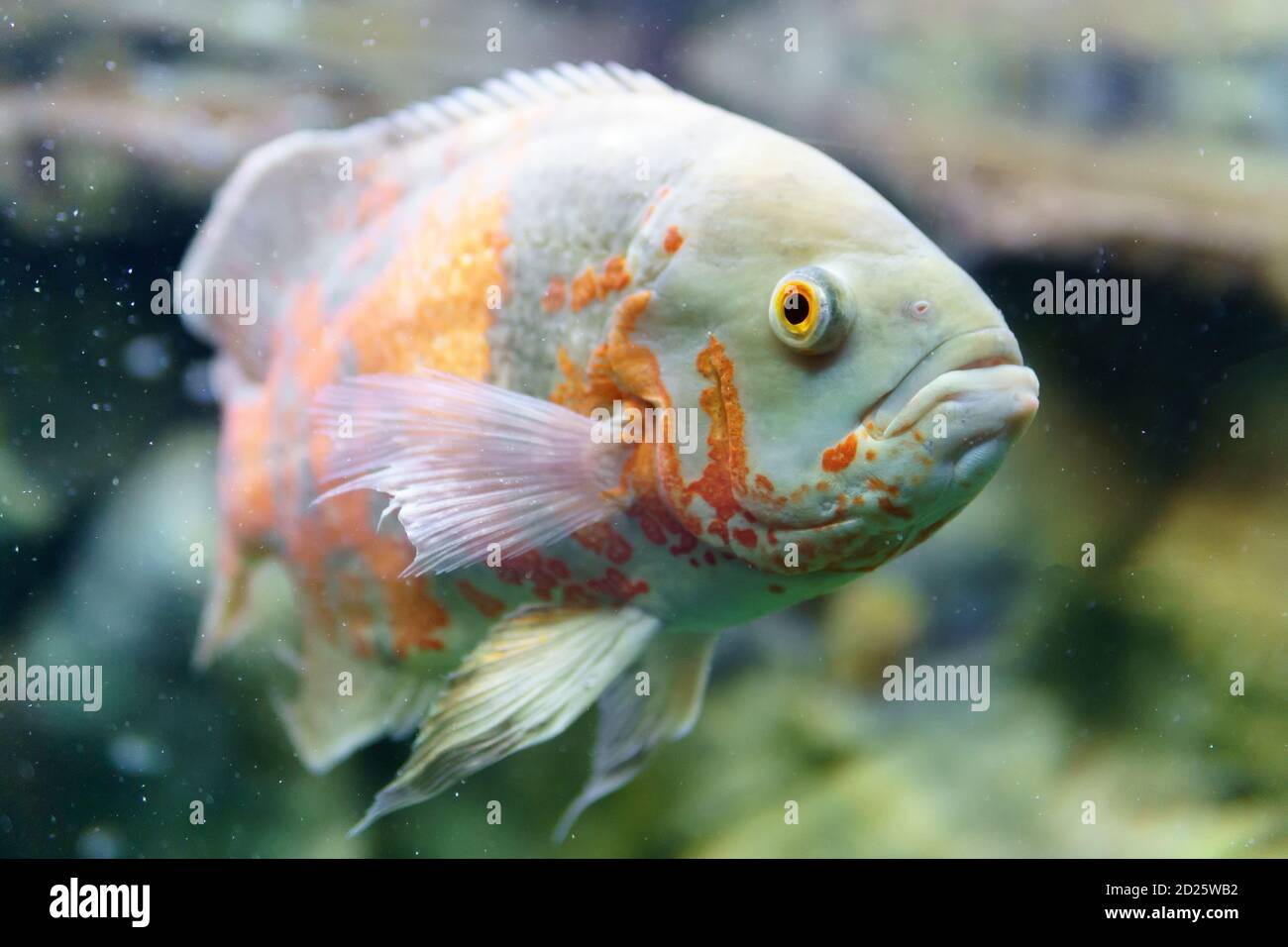 Oscar fish hi-res stock photography and images - Alamy