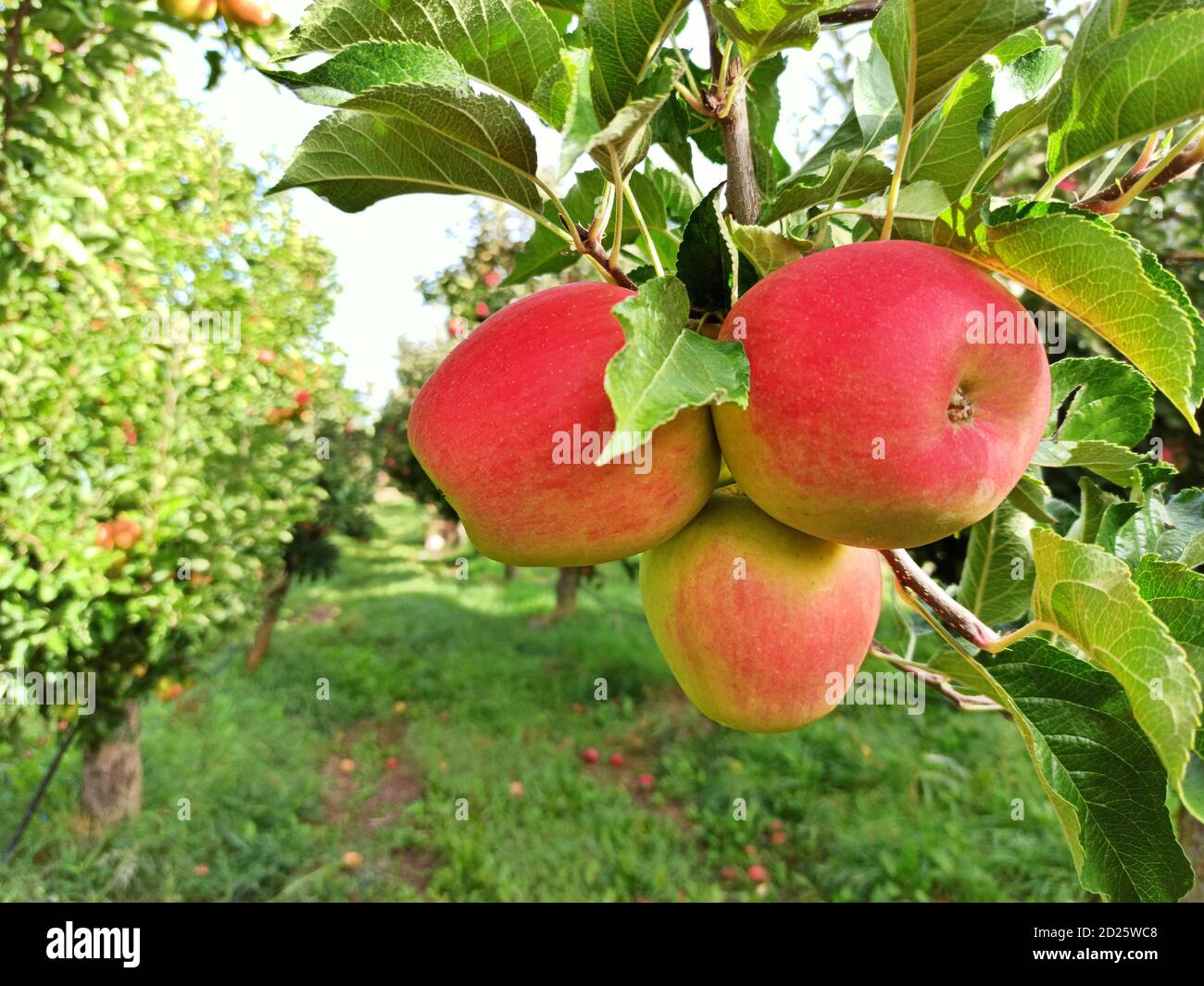 apple orchard in october ready for harvesting Stock Photo - Alamy