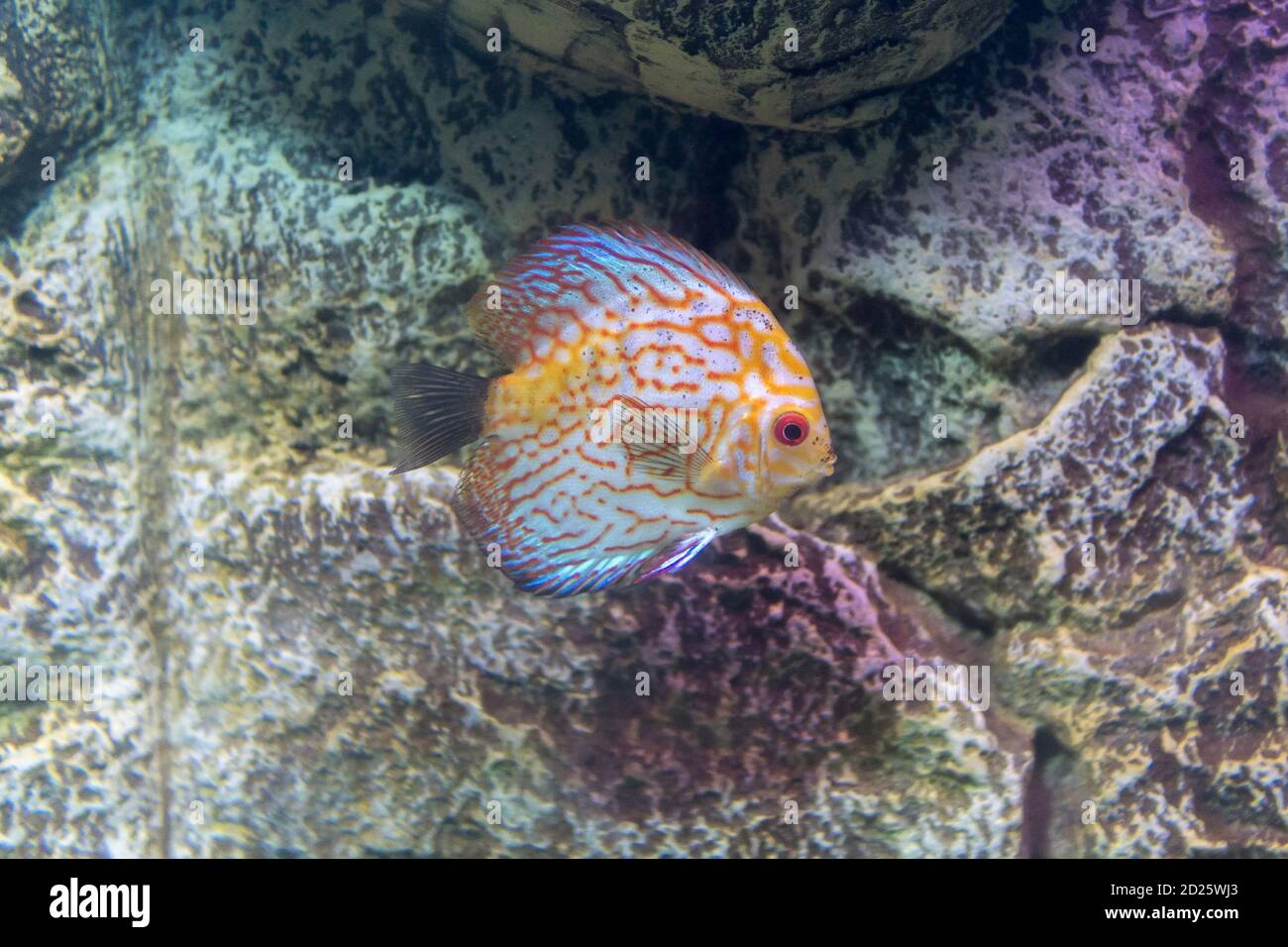 discus fish Symphysodon discus in an aquarium Stock Photo - Alamy