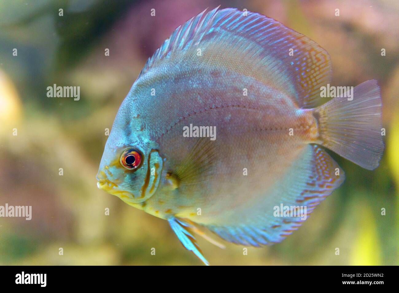 discus fish Symphysodon discus in an aquarium Stock Photo - Alamy
