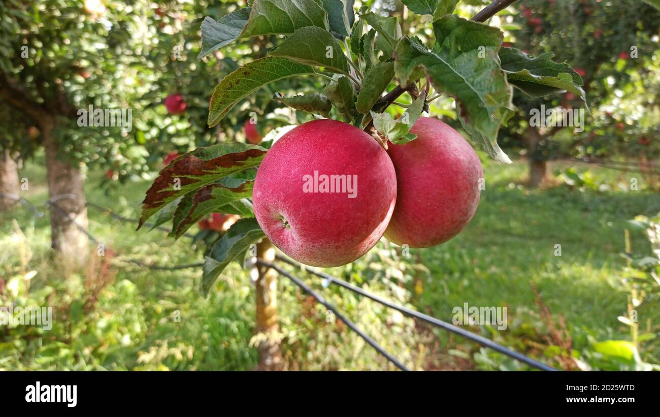 Apple trees in an orchard, with red apples ready for harvest Stock ...