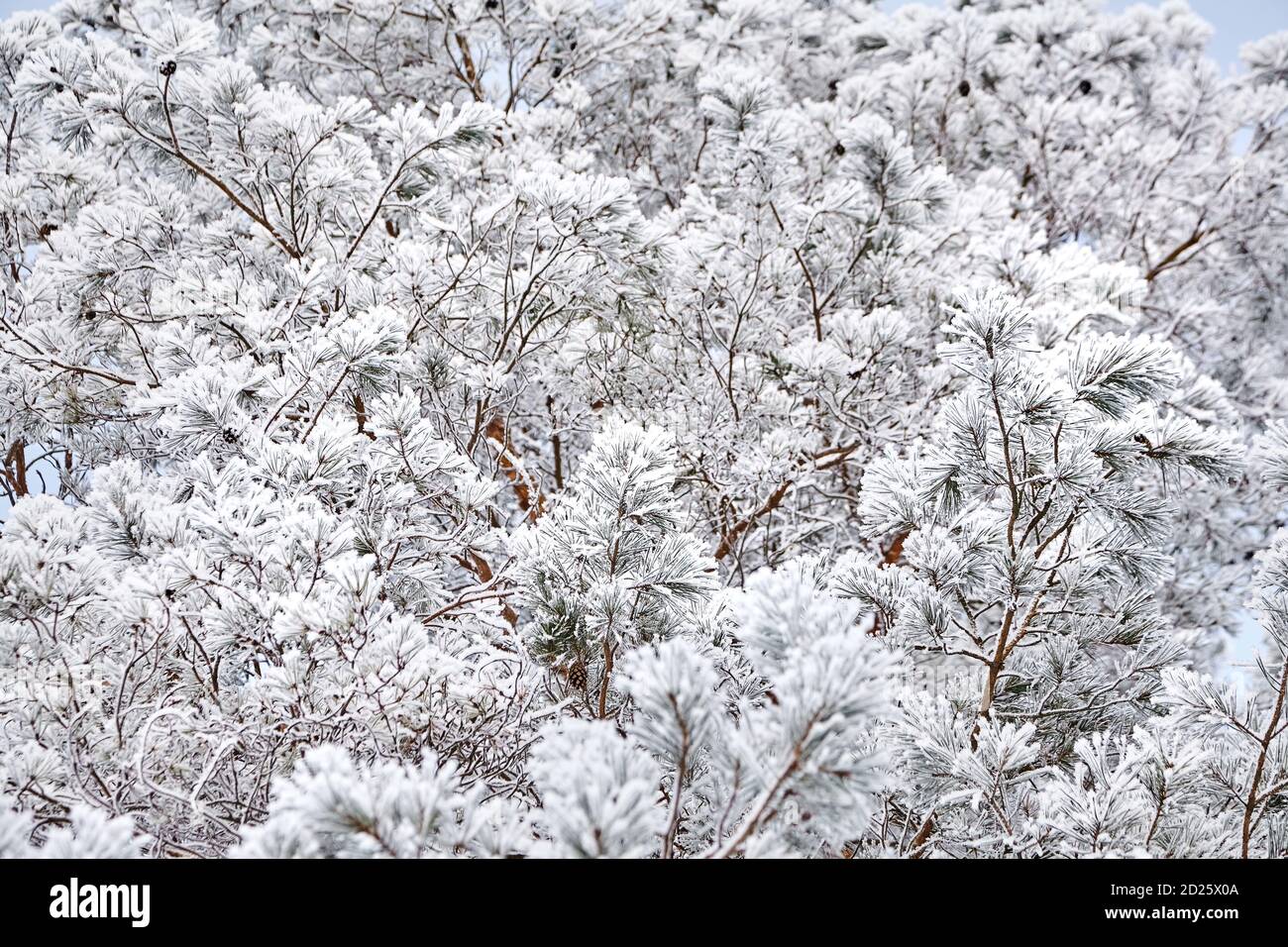 Spruce view hi-res stock photography and images - Alamy