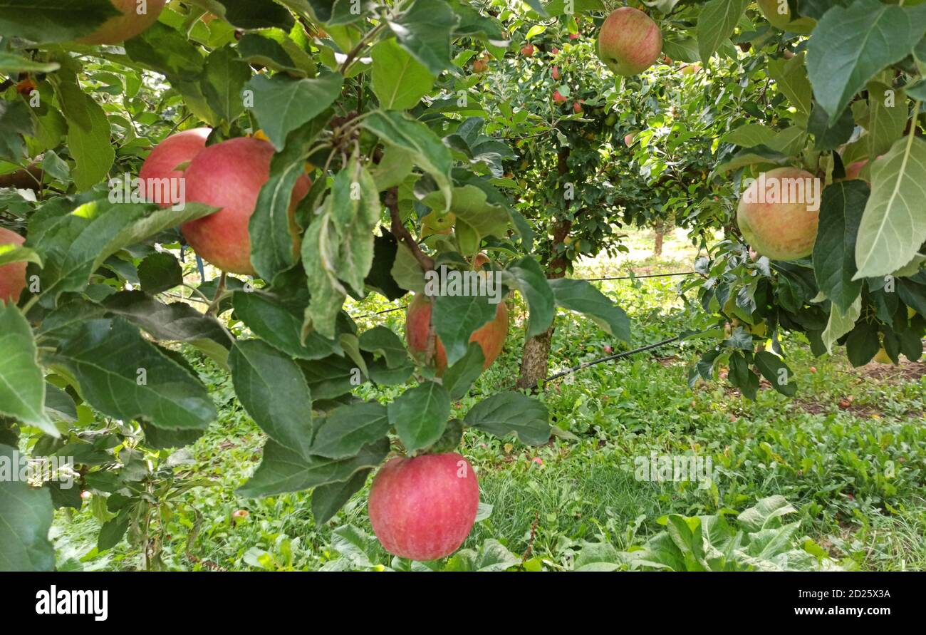 apple orchard in october ready for harvesting Stock Photo - Alamy