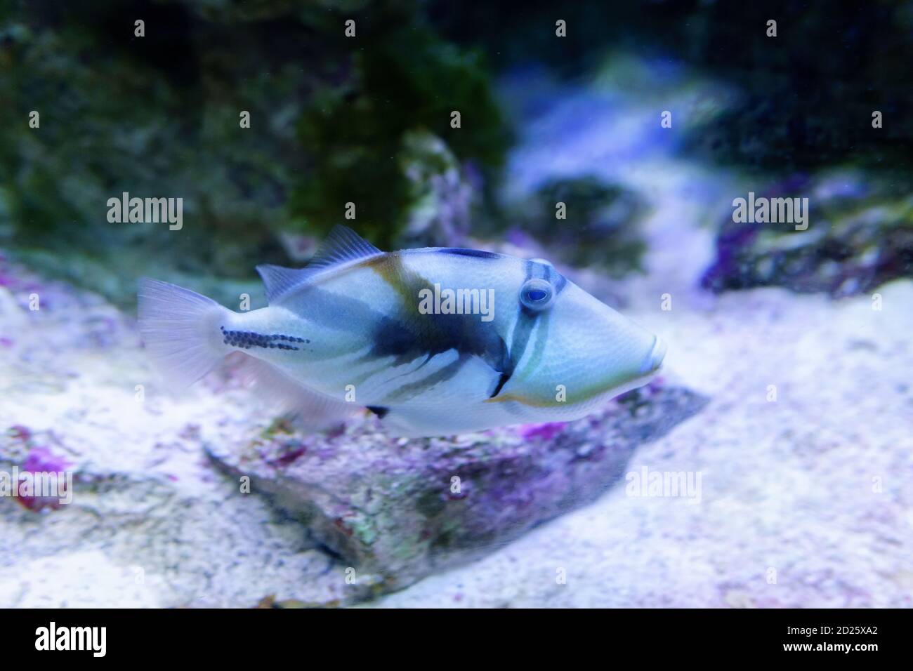 Lagoon triggerfish Rhinecanthus aculeatus, also known as the Blackbar ...