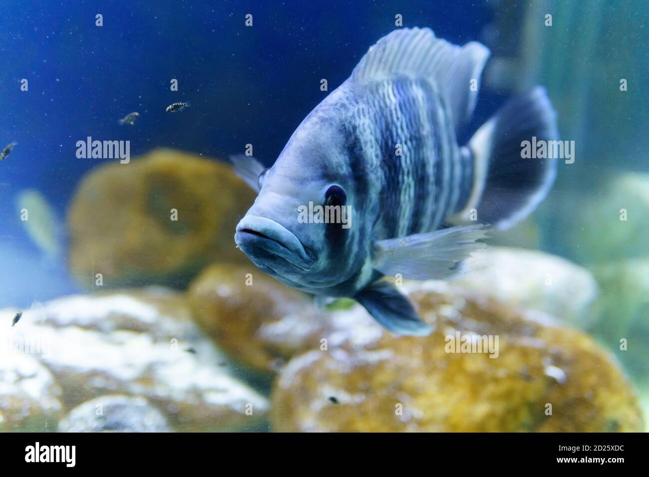 Tilapia species hi-res stock photography and images - Alamy