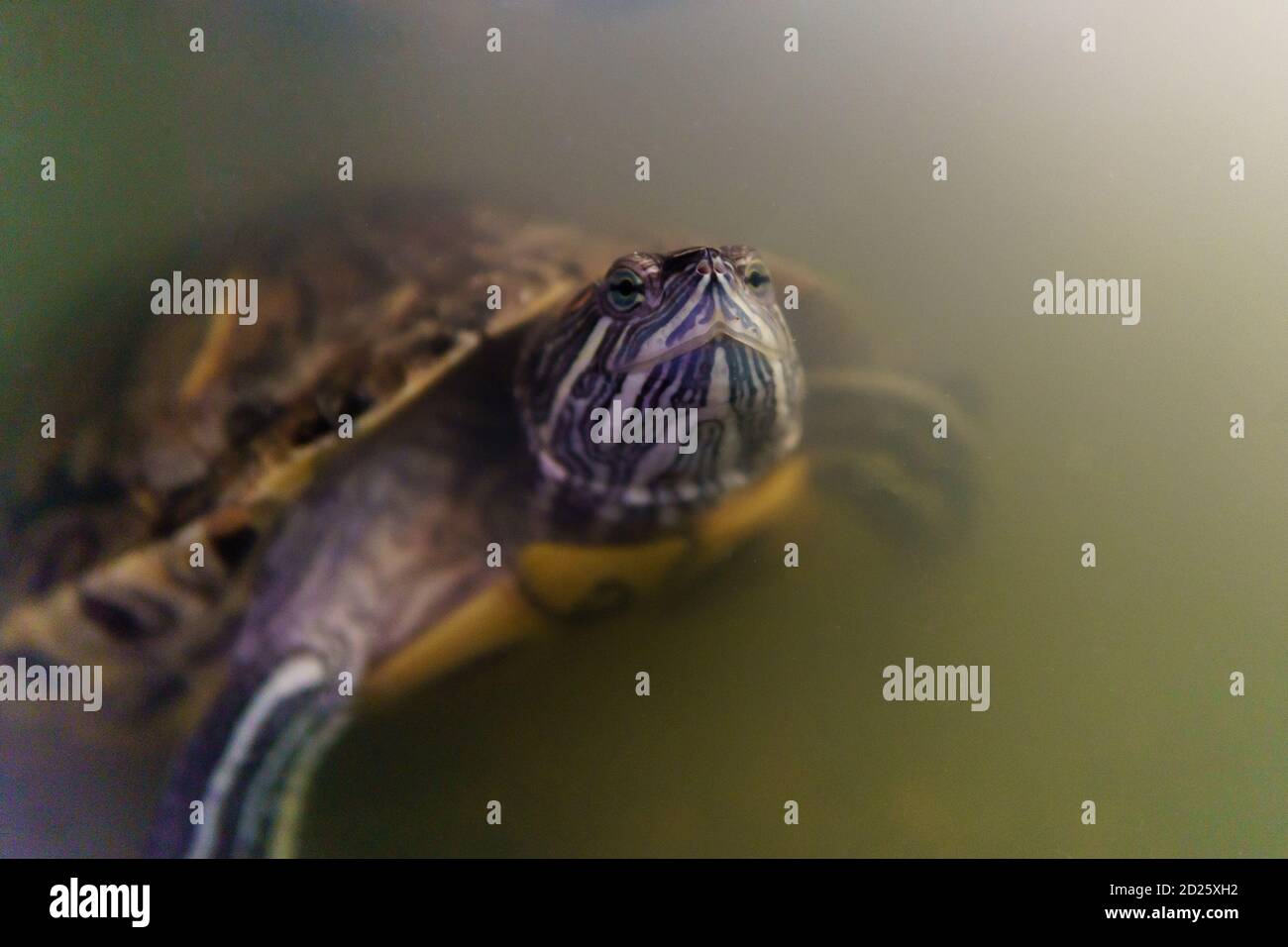 Red eared creeper turtle Trachemys scripta elegans. selective focus ...