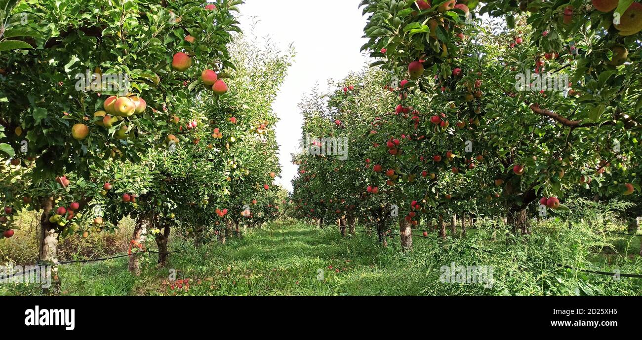 apple orchard in october ready for harvesting Stock Photo - Alamy
