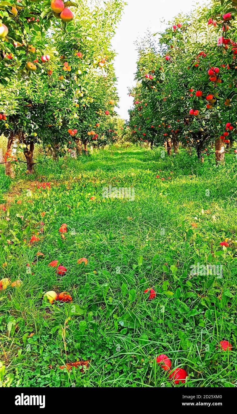 apple orchard in october ready for harvesting Stock Photo - Alamy