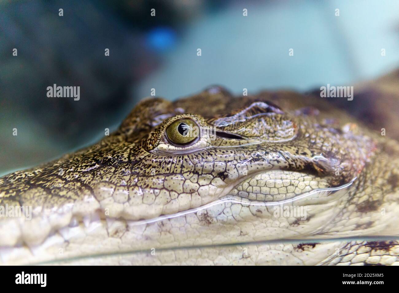 Crocodiles are large semi aquatic reptiles that live throughout the ...