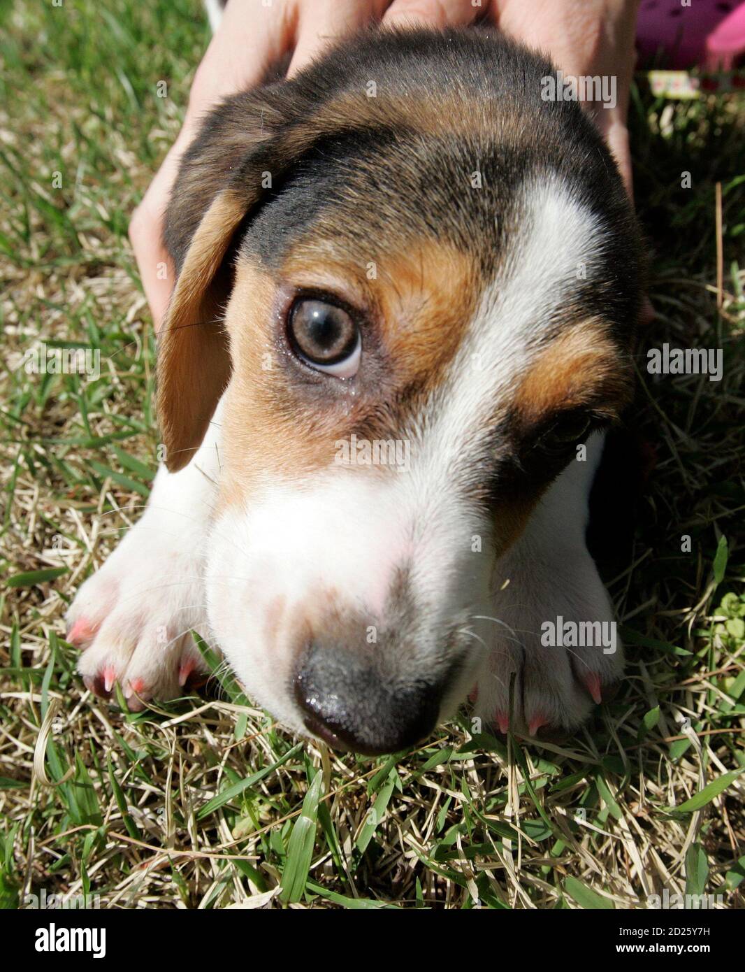 Cloned dog korea hi-res stock photography and images - Alamy