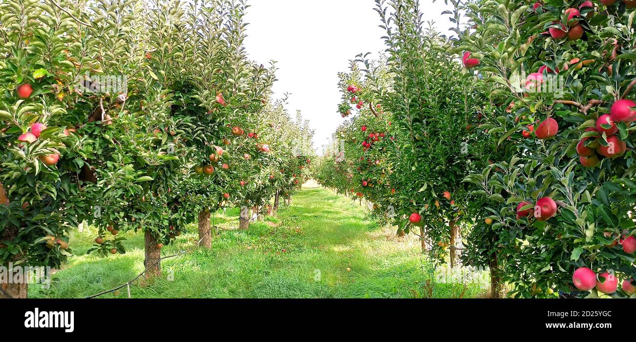 apple orchard in october ready for harvesting Stock Photo - Alamy