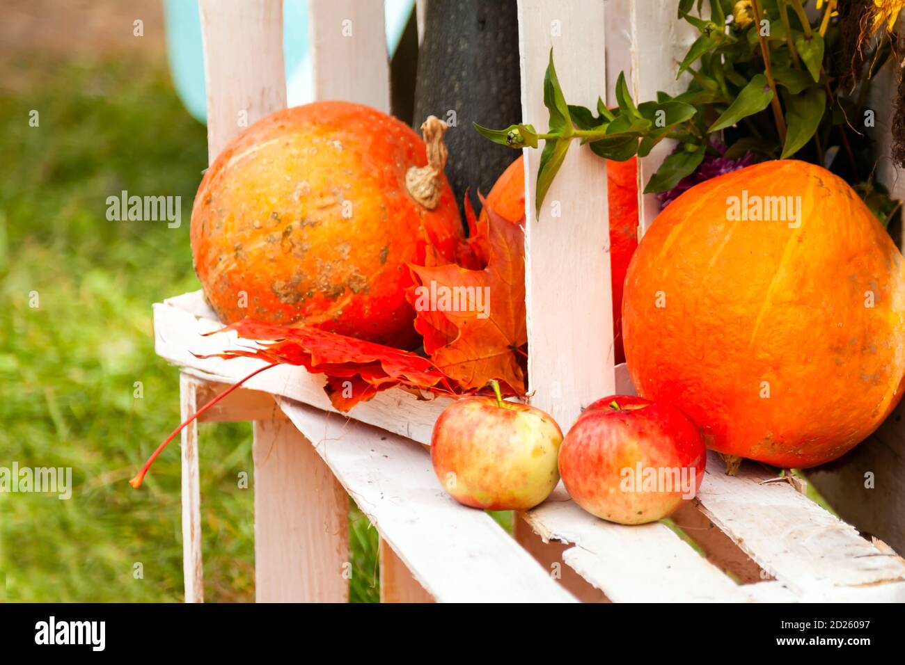 Pumpkins, apples and maple leaves lying on white wooden boxes. Autumn ...