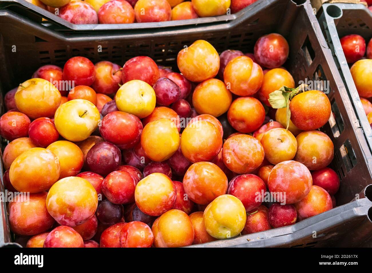 natural plums in box Pile of red cherry plums set. Shopping plum berry ...