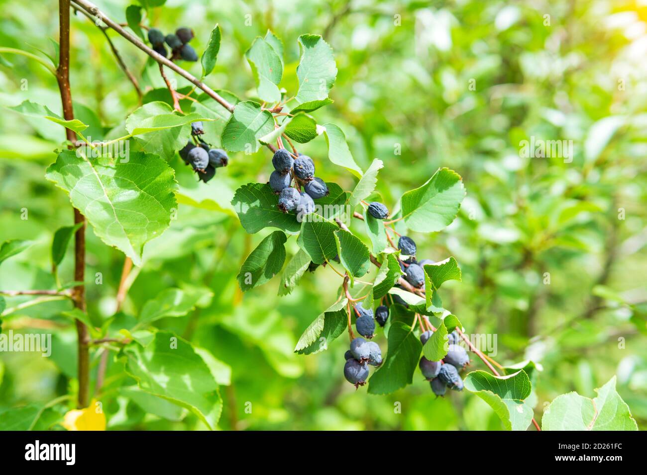decorative fruit bushes of Saskatoon berries inky hue, as the source ...