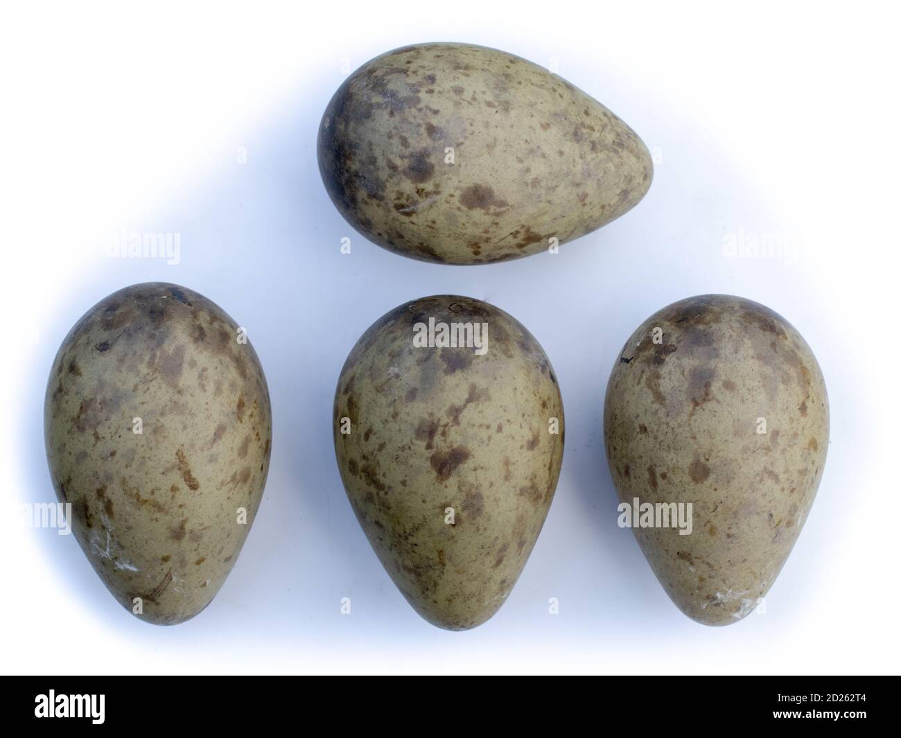 Limosa limosa. The eggs of the Black-tailed Godwit in front of white ...