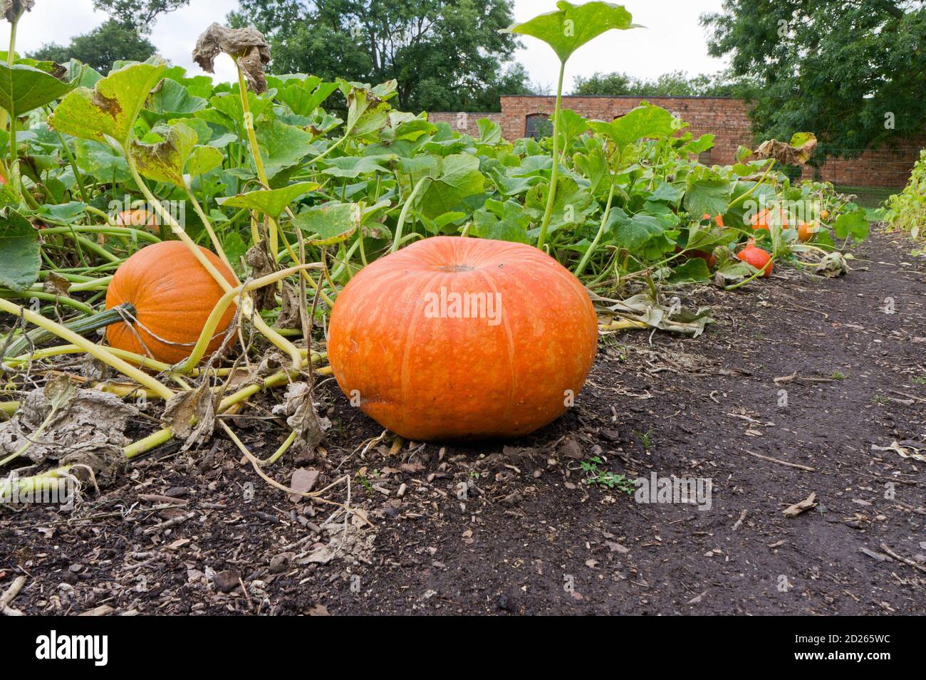 Pumpkin plants growing in an allotment, UK Stock Photo - Alamy