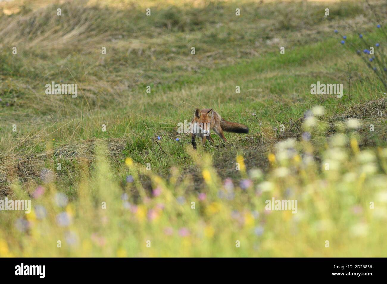 Red fox stalking on a meadow for mouse Stock Photo - Alamy