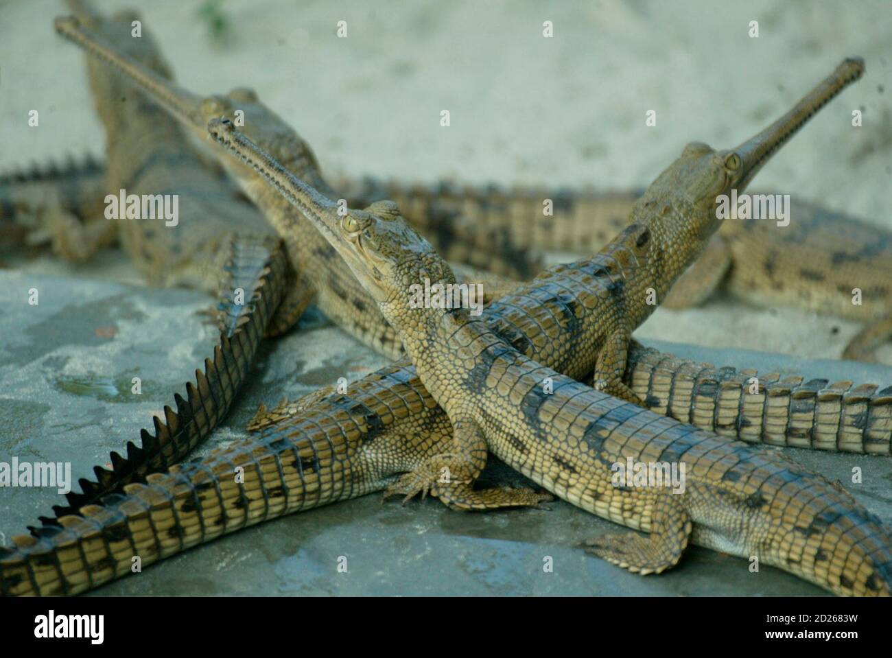 Enclosure of gharial hi-res stock photography and images - Alamy