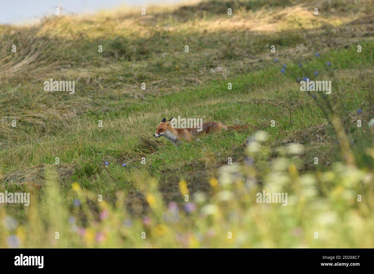 Red fox stalking on a meadow for mouse Stock Photo - Alamy