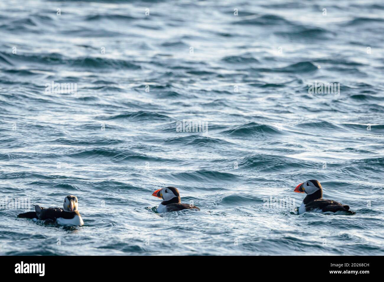 Skomer Island Puffins at sea and interacting with their mates on Skomer ...