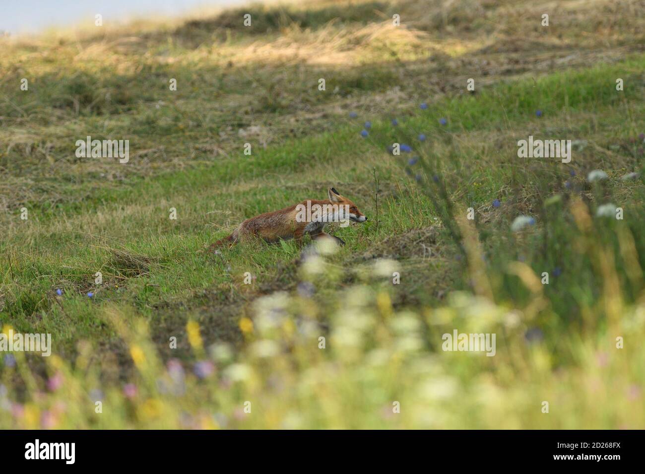 Red fox stalking on a meadow for mouse Stock Photo - Alamy