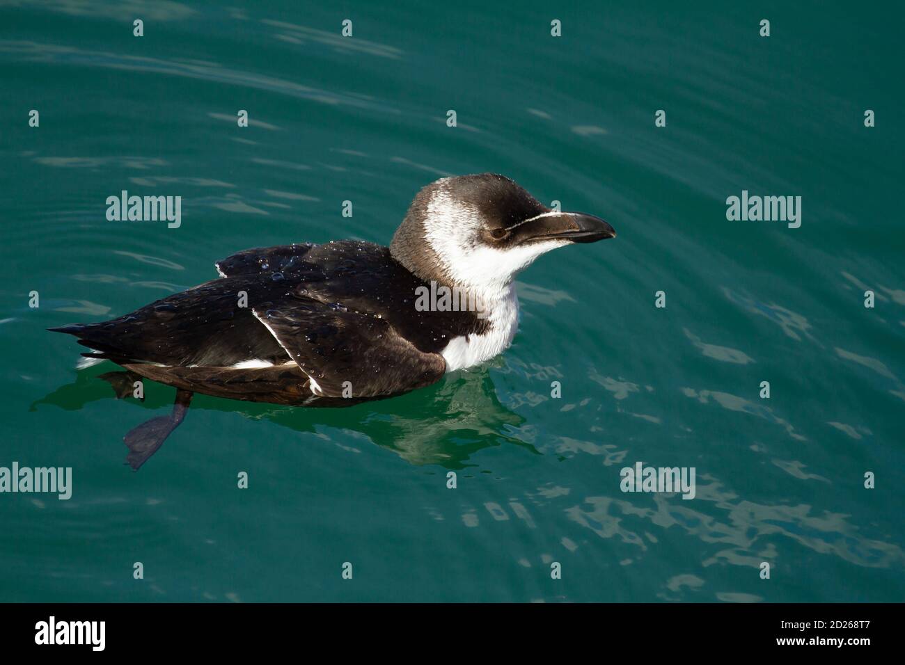 Razorbill swimming near the island of May Stock Photo - Alamy