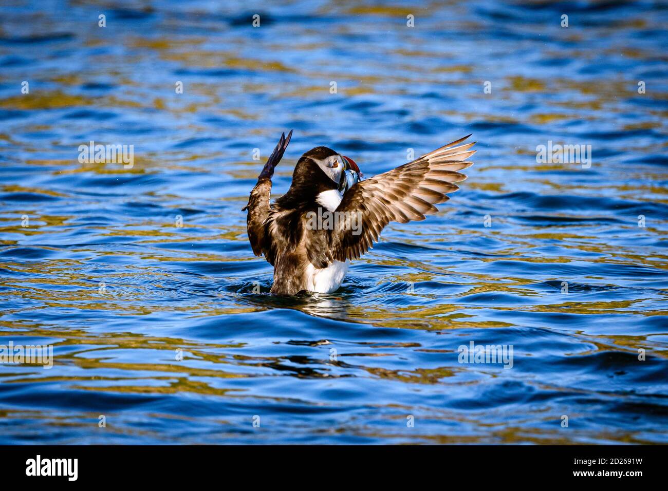 Skomer Island Puffins at sea and interacting with their mates on Skomer ...