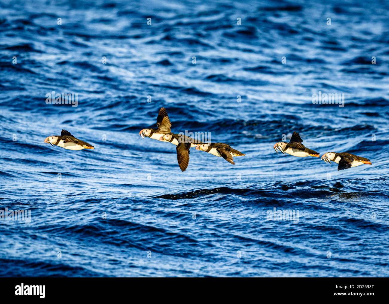 Skomer Island Puffins at sea and interacting with their mates on Skomer ...