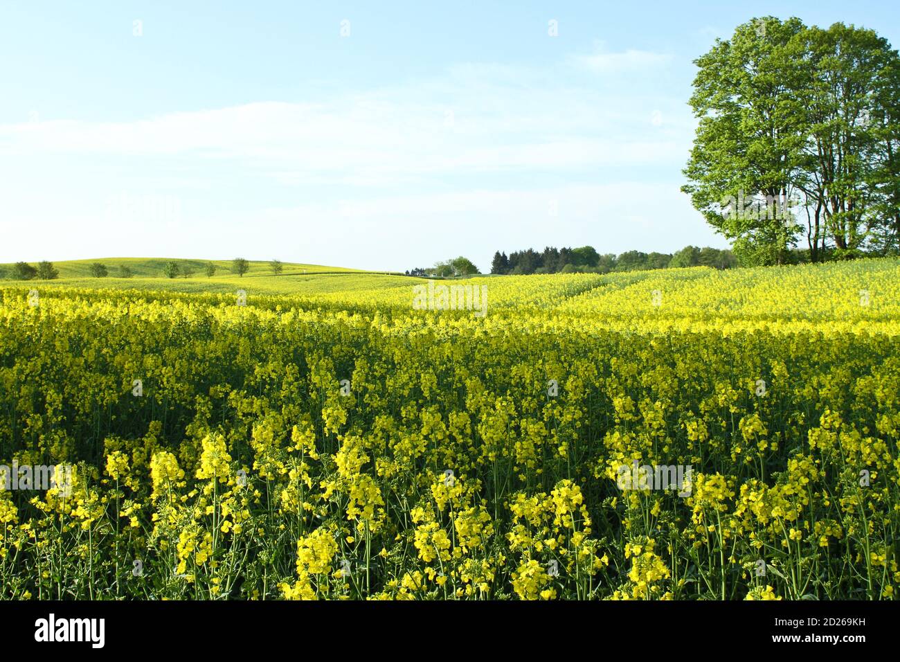 Rapse field and road in Denmark in spring Stock Photo - Alamy