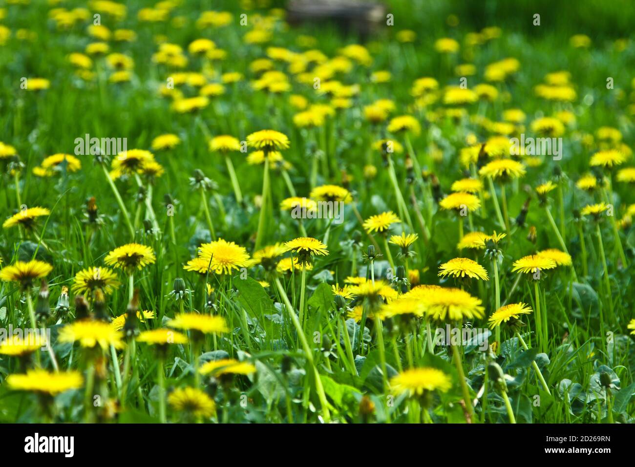 Yellow flowers in a field in denmark Stock Photo - Alamy