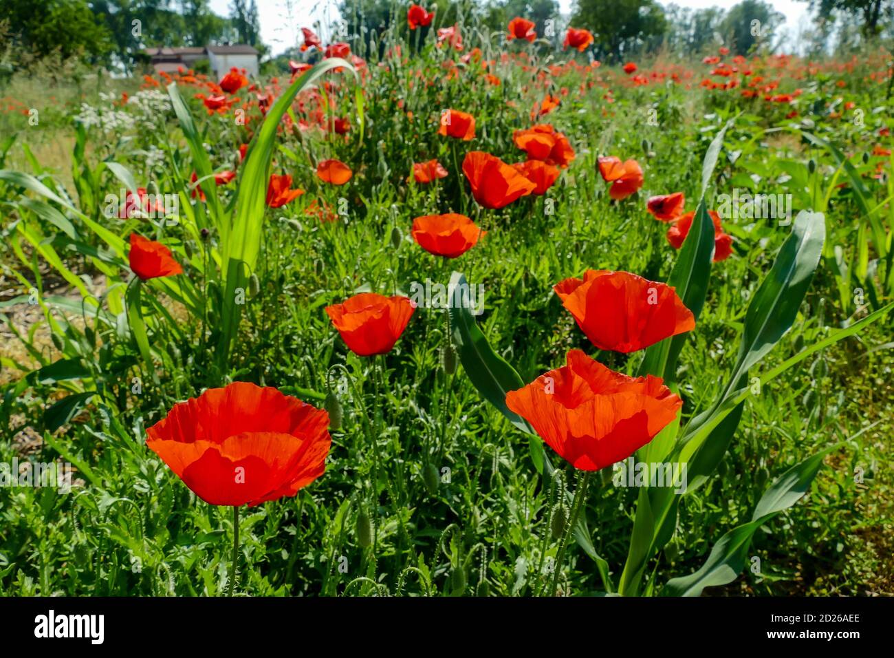 field of red poppies, digital picture taken in Italy, Europe Stock ...