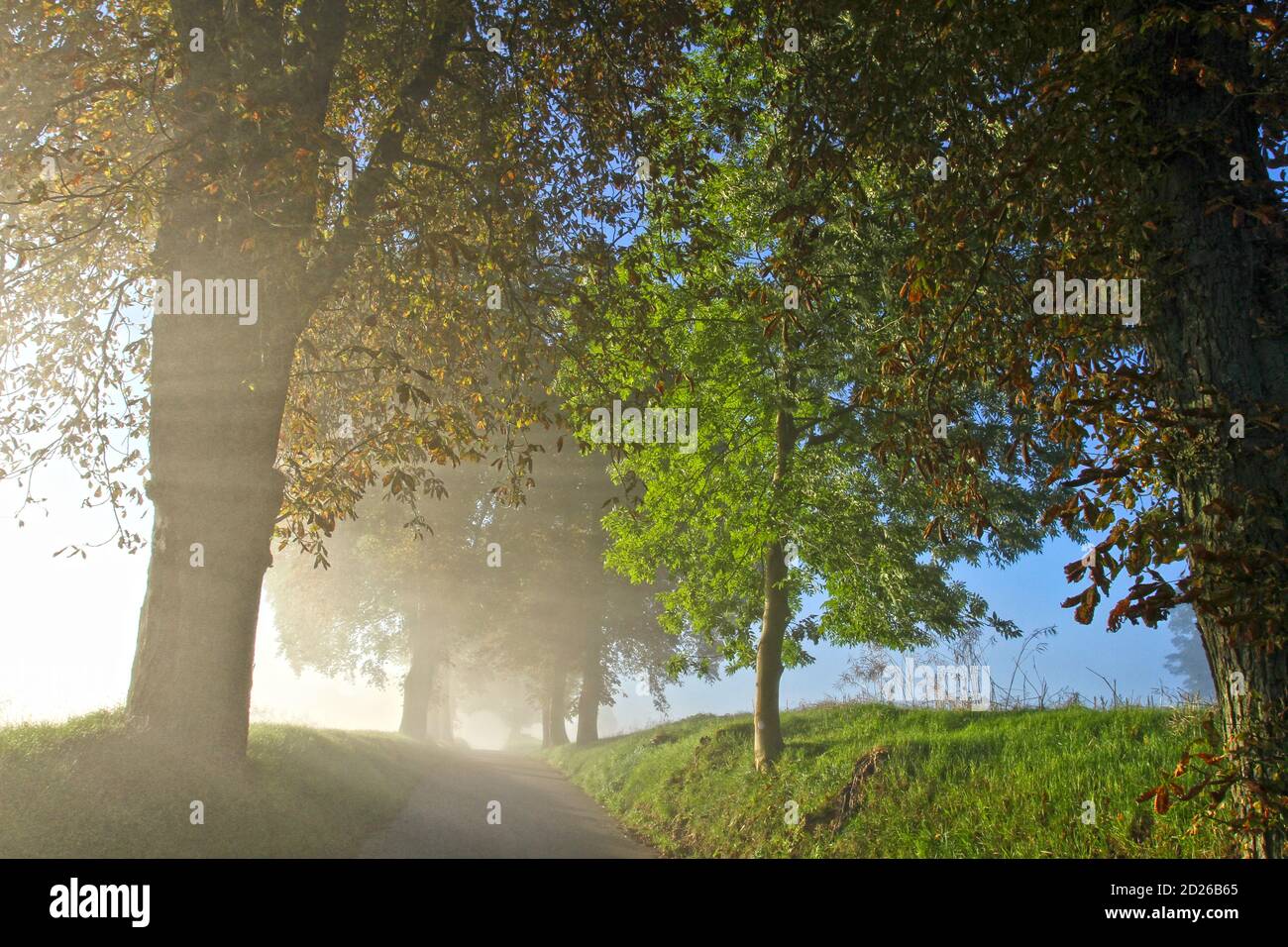 Path in spring in Denmark Stock Photo - Alamy