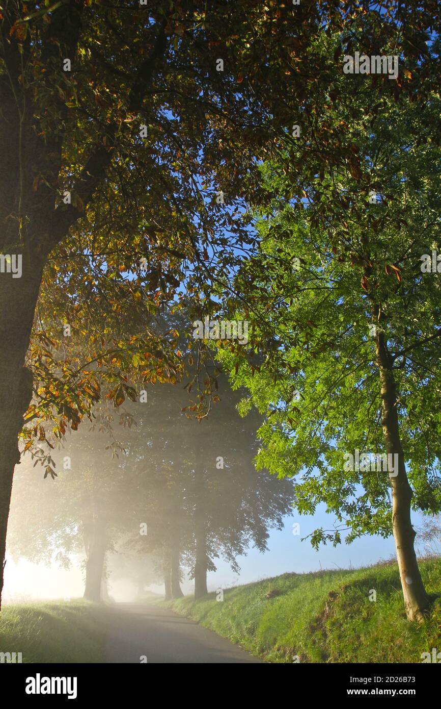 Path in spring in Denmark Stock Photo - Alamy