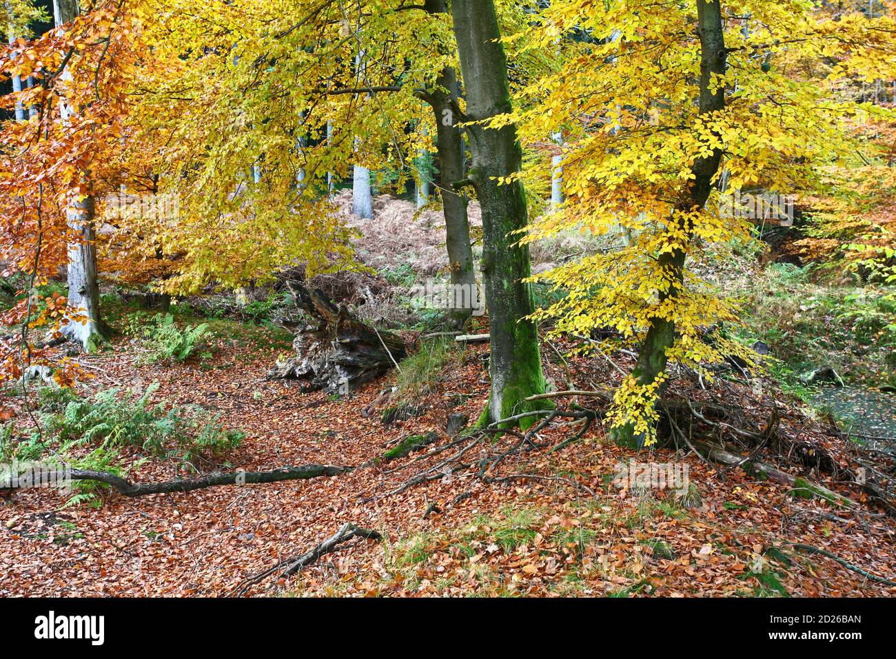 Alleroed hi-res stock photography and images - Alamy