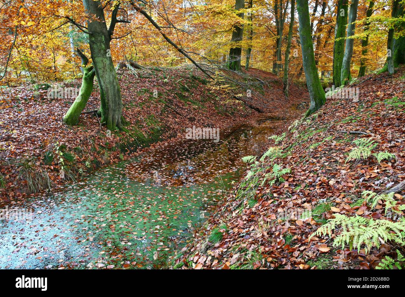 Alleroed hi-res stock photography and images - Alamy