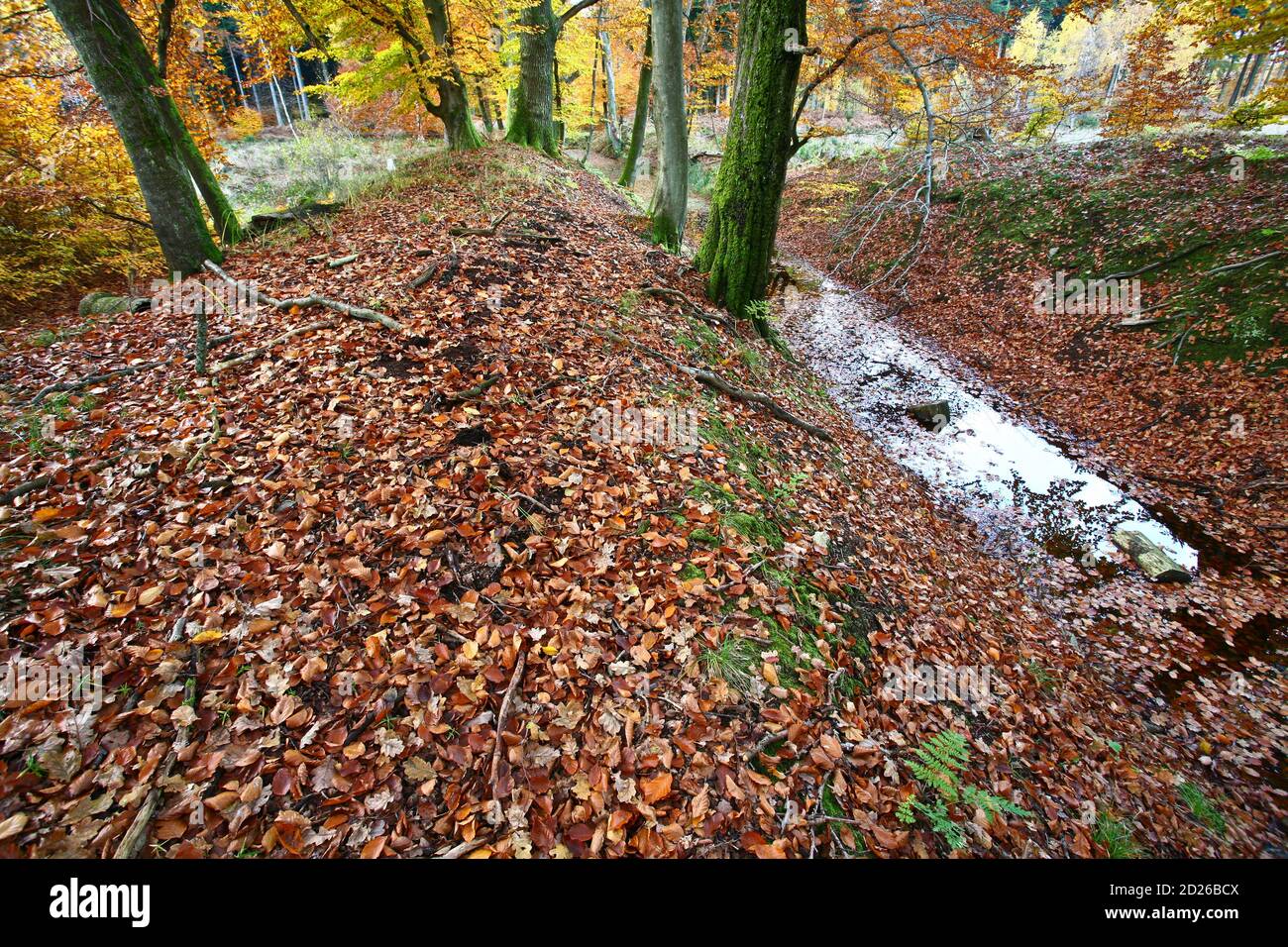 Alleroed hi-res stock photography and images - Alamy